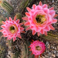 Tricia Berry – Musings, Mishaps, Magic, Madness, and More